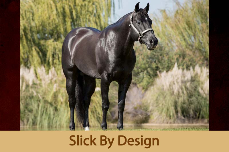 Gem State Mule Company - Show Mules and Best of the Rest